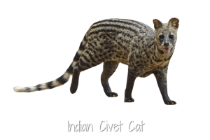 Carnivores – Vizag Zoo